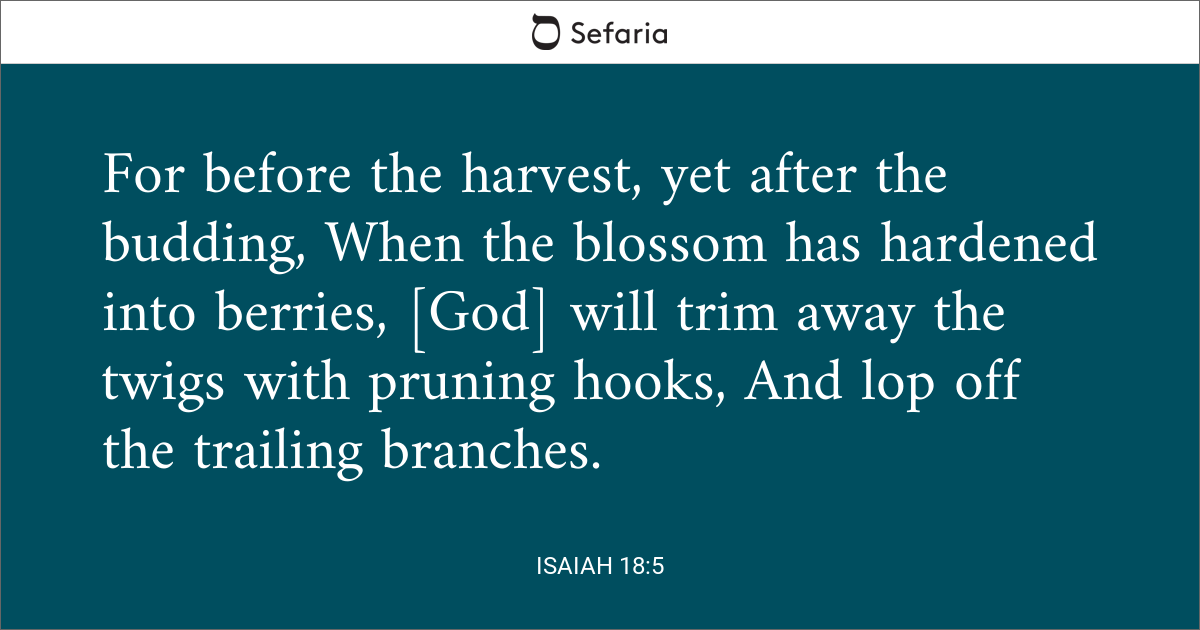 Isaiah 18:5